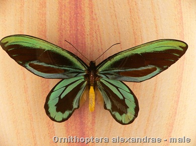 Queen Alexandra's Birdwing, Kupu-Kupu Terbesar di Dunia